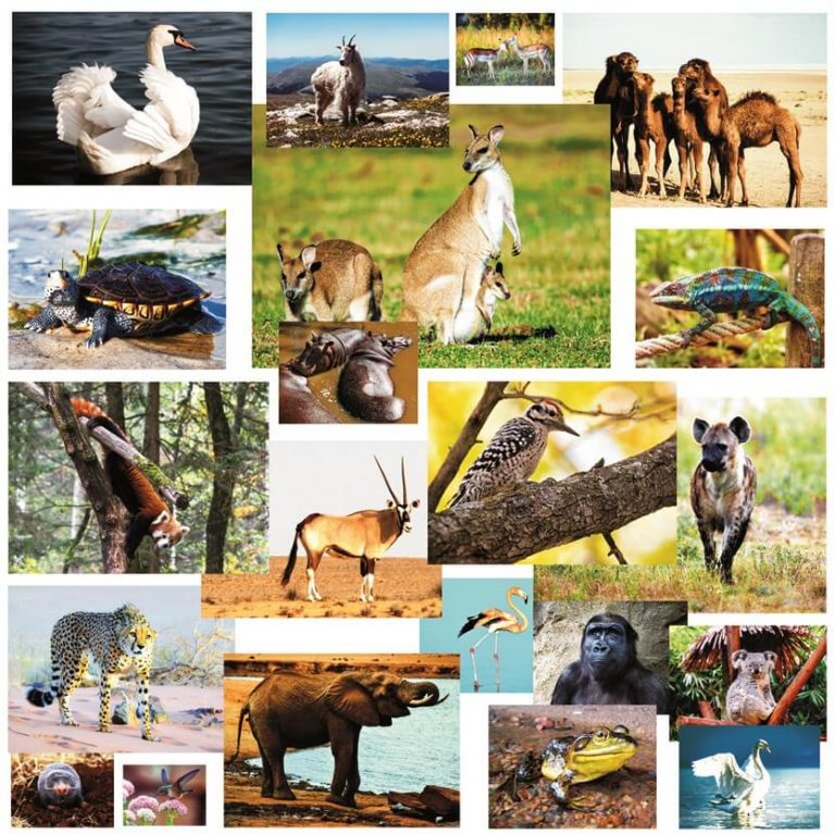 Imagini cu animale si pasari salbatice | Eduprescolar.ro
