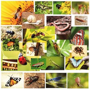 Imagini cu insecte - Limbaj si Comunicare | Eduprescolar.ro